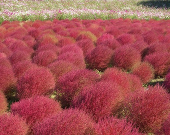 200 Kochia Burning Bush Seeds Kochia Scoparia CW91000 - Etsy