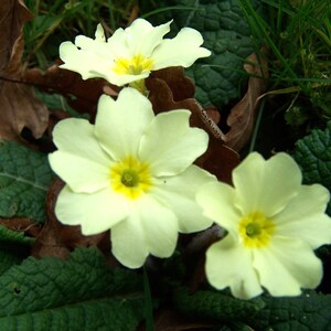 Primula Vulgaris - Common Primrose Seed - Etsy