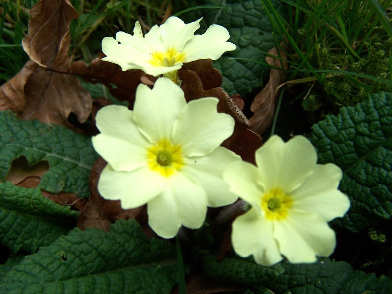 Primula Vulgaris - Common Primrose Seed - Etsy