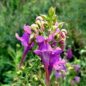 Linaria Triornithophora - Three Birds Flying Seed - Etsy