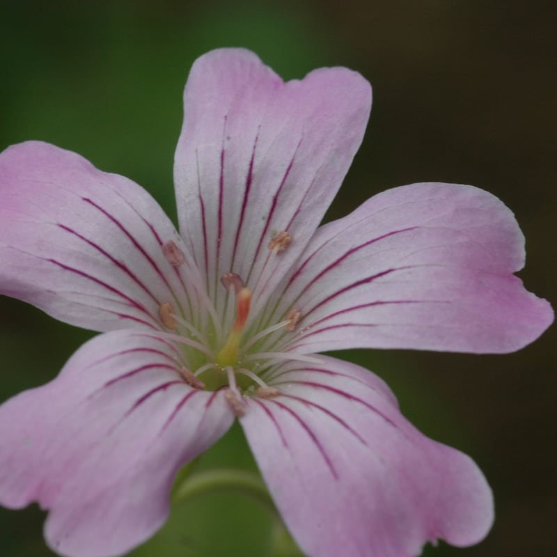 Geranium Seeds - Etsy