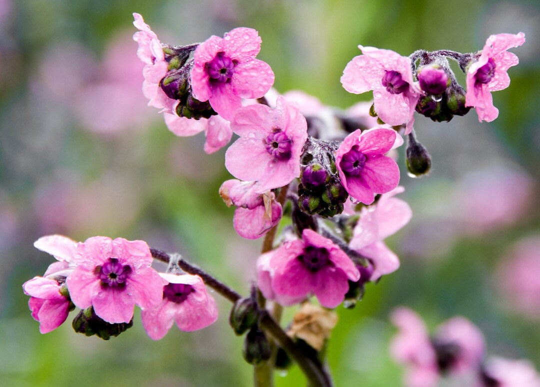Cynoglossum Amabile - Mystic Pink Seed - Etsy