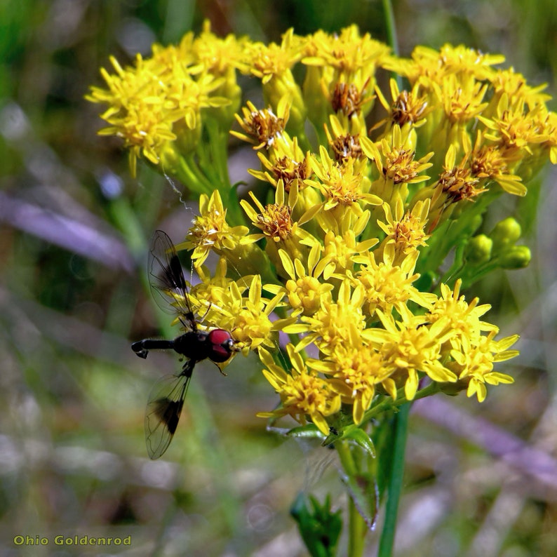 Solidago Ohioensis Ohio Goldenrod Seed - Etsy