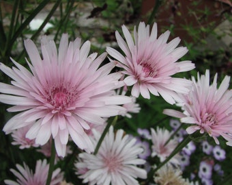 20 Rare Pink 'dandelion', Rose Maiden, Hawksbeard, Crepis Rubra Seeds ...