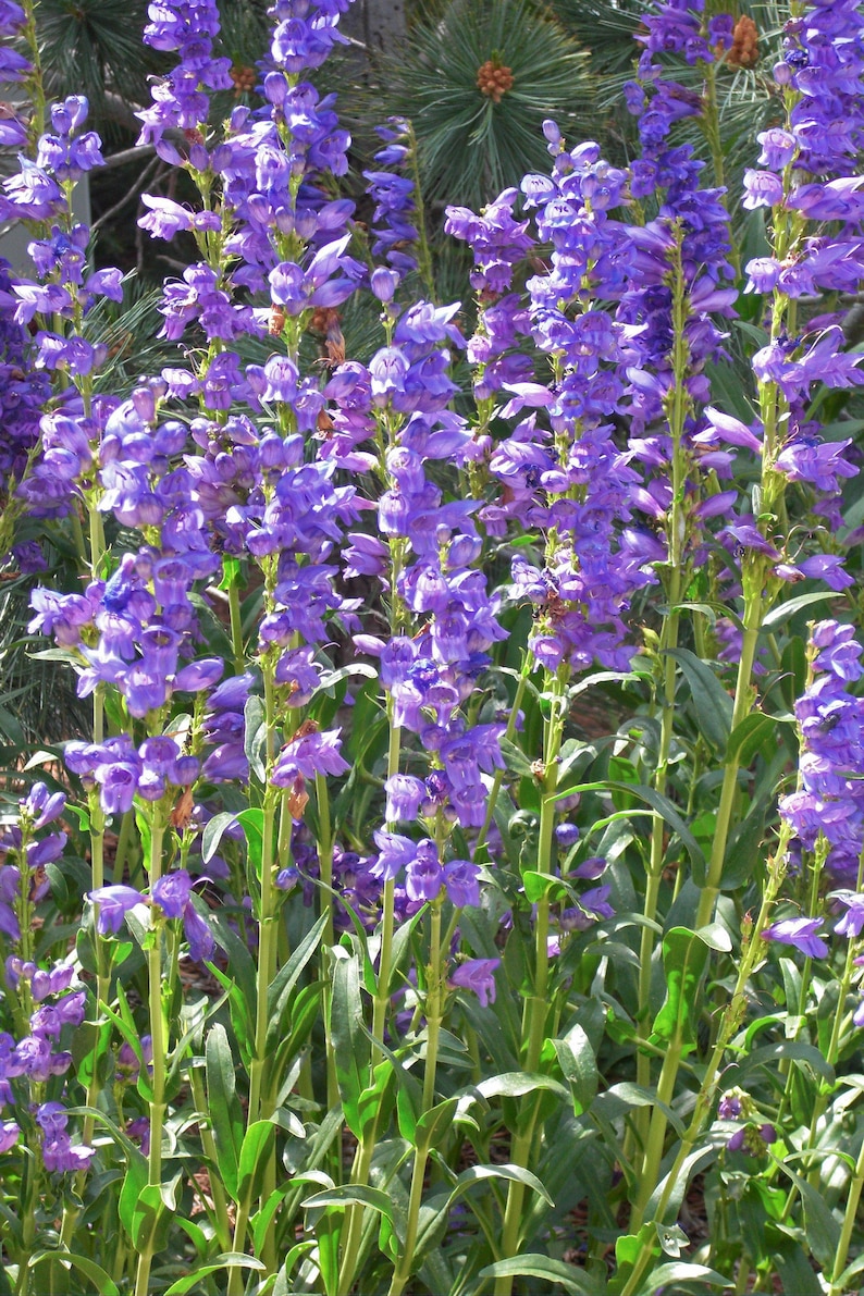 Penstemon Strictus Rocky Mountain Penstemon Seed 75 Cent - Etsy