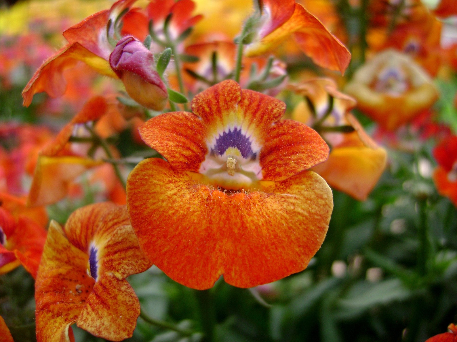 Nemesia Strumosa Grandiflora Sundrop Color Mix Seed 75 Cent | Etsy