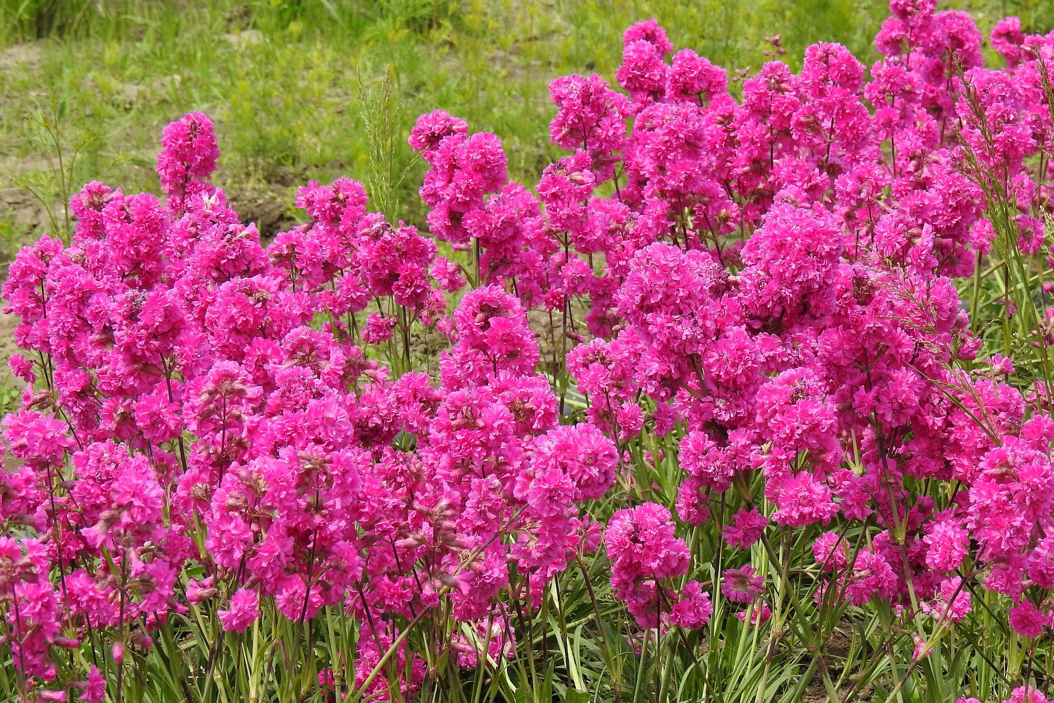 Lychnis Viscaria