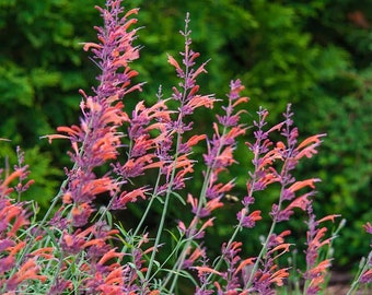 Agastache Rupestris Sunset Hyssop Perennial Flower - Etsy