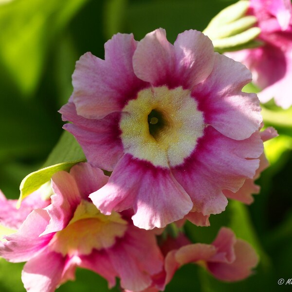 Auricula - Etsy