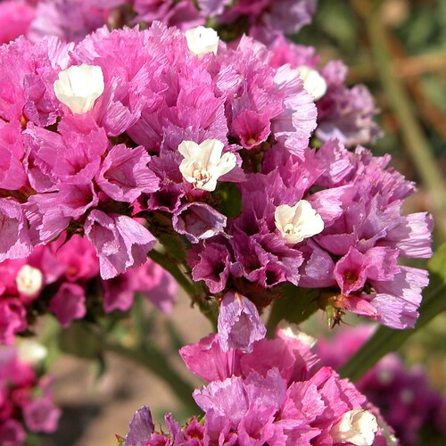 25 Seeds Statice Seeds Seeker Rose Shades Limonium - Etsy