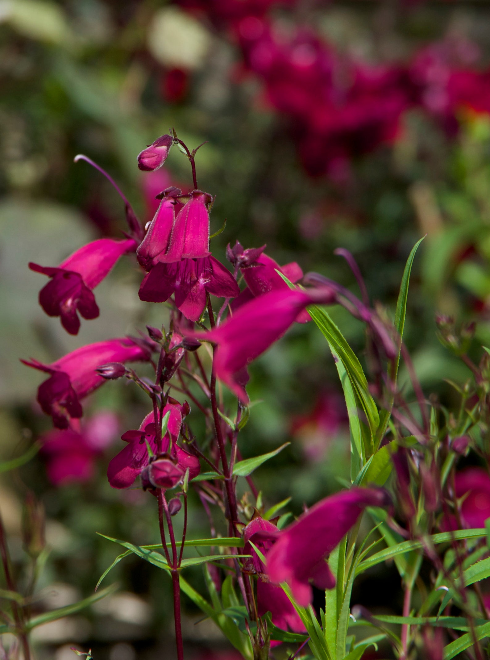 Penstemon Barbatus Var. Praecox F. Nanus Rondo Color Mix - Etsy