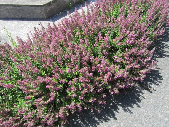 Germander Teucrium Chamaedrys