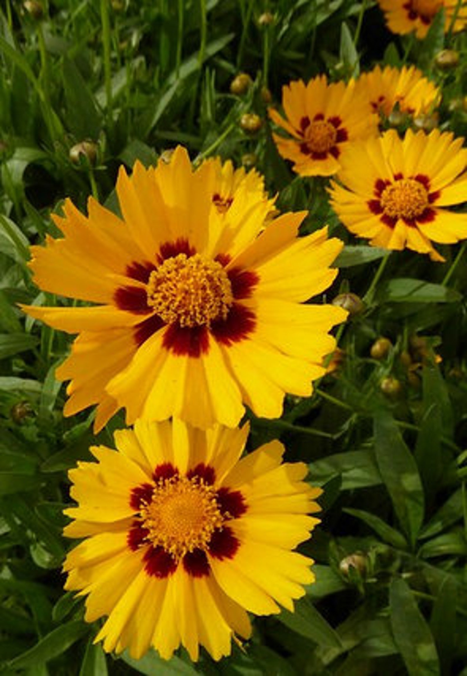 Coreopsis Grandiflora Large Flowered Tickseed Seed - Etsy
