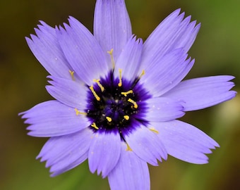 Blue Cupid's Dart Love Potion Plant Seeds, Catananche Caerulea Blue ...