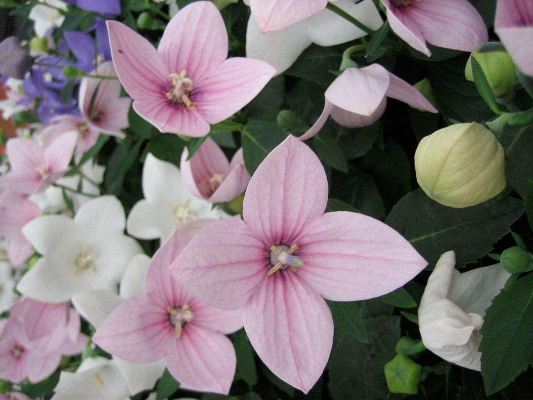 Platycodon Grandiflorus - Mixed Color Hybrids Seed - Etsy