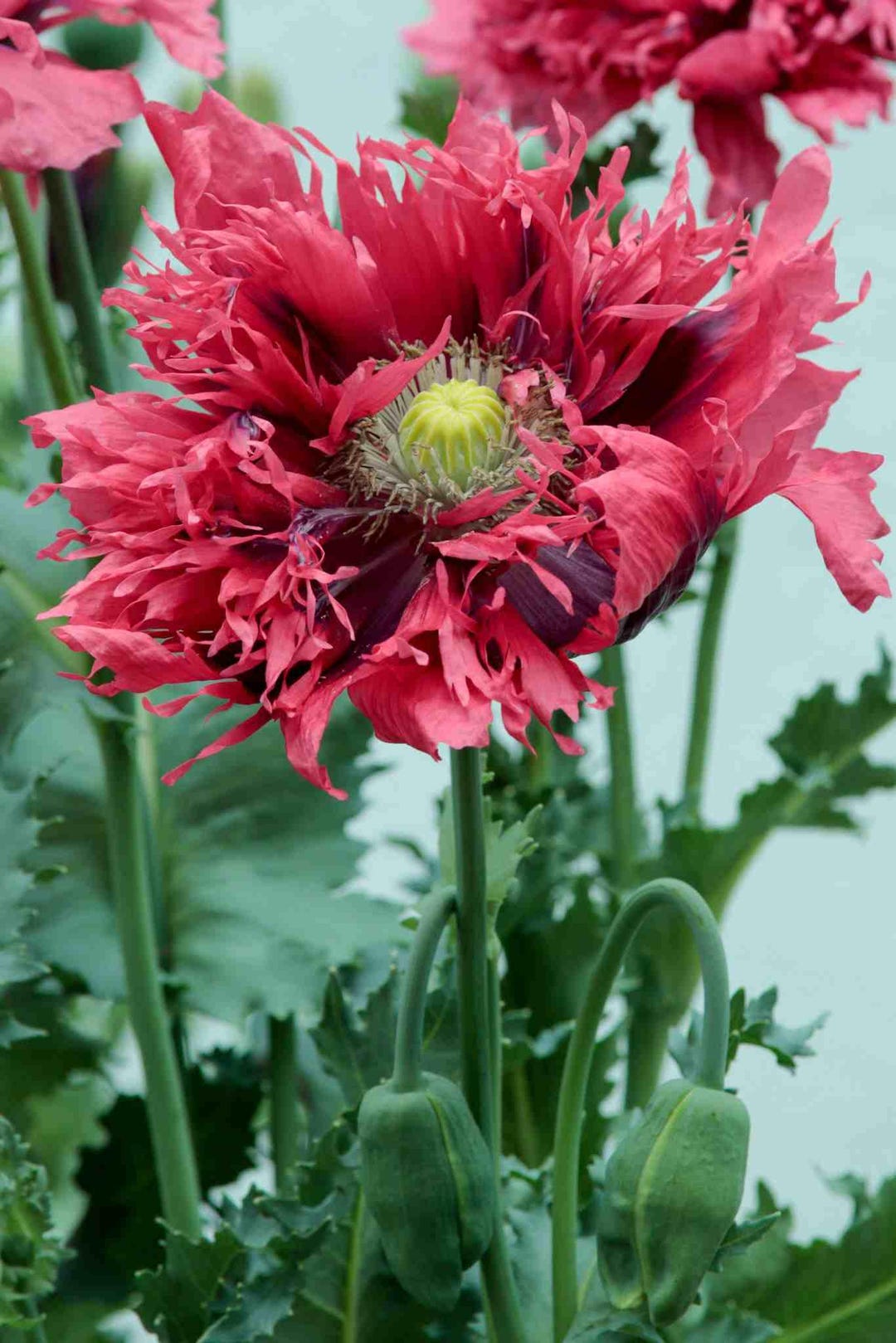 Poppy Papaver Jimi's Seed Bundle - Etsy