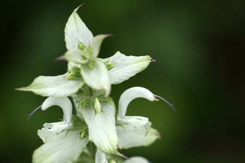 Salvia Horminum White Swan Seed - Etsy