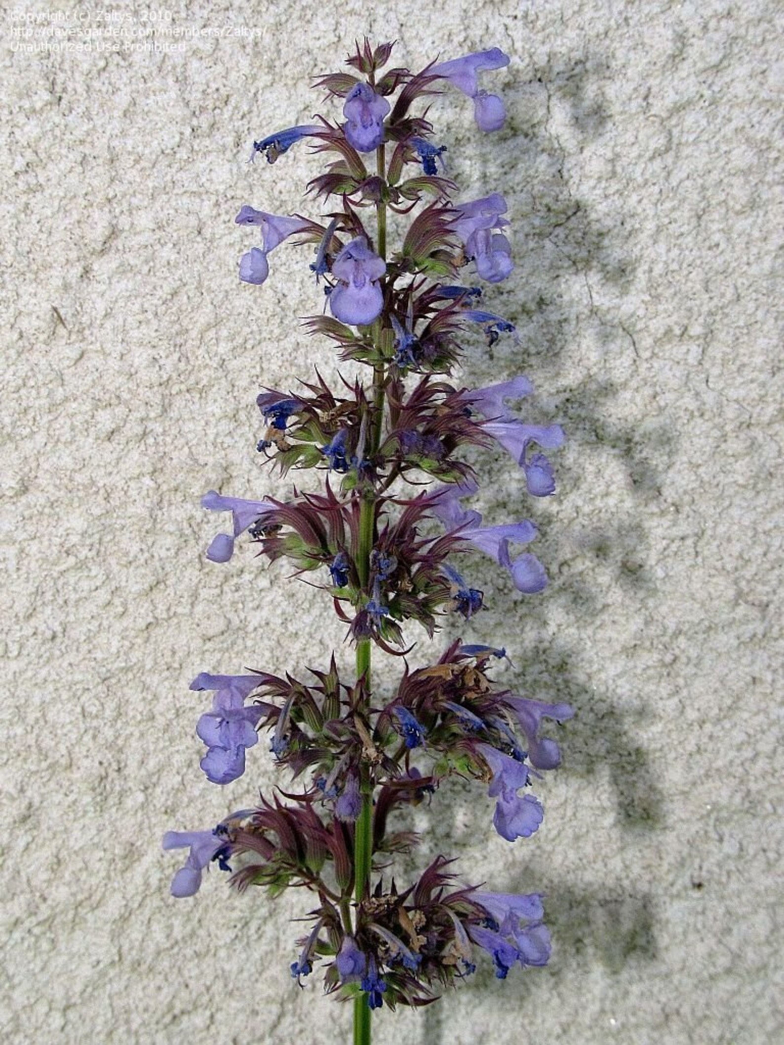 Nepeta Parnassica - Greek Catmint Seed - Etsy