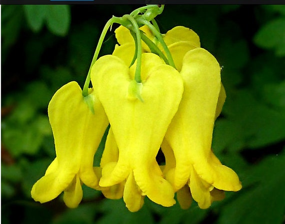 Yellow Bleeding Heart Flower