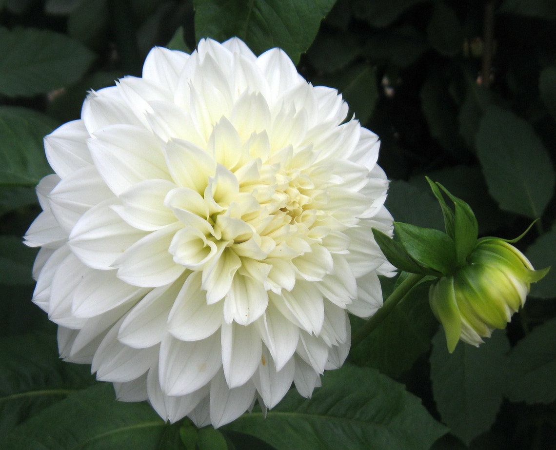Dahlia Variabilis Dwarf Double Opera Mix Seed Only 75 Cents | Etsy