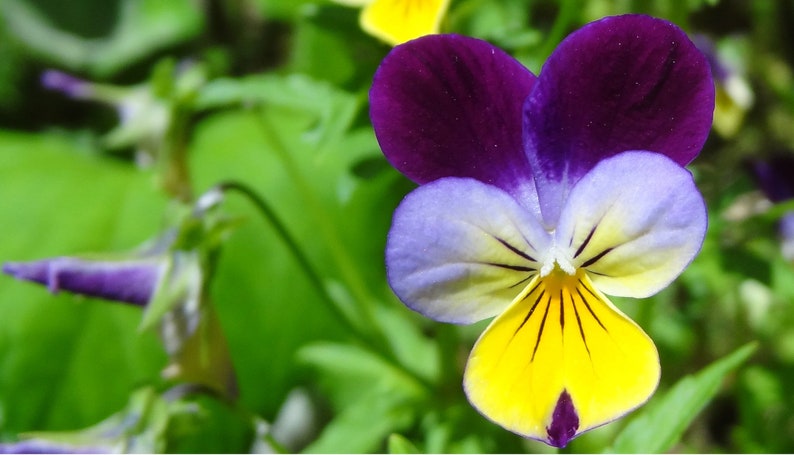 Viola Tricolor Helen Mount Johnny Jump up Seed - Etsy
