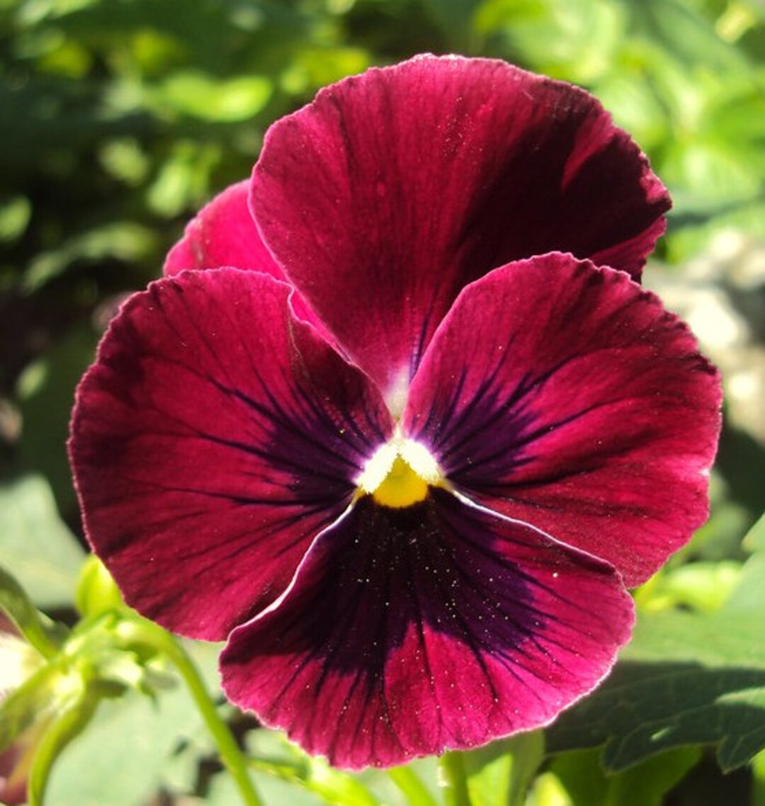 Viola Cornuta - Arkwright Ruby Seed - Etsy