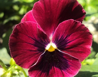 Viola Arkwright Ruby Flower Seeds viola Cornuta 50seeds - Etsy