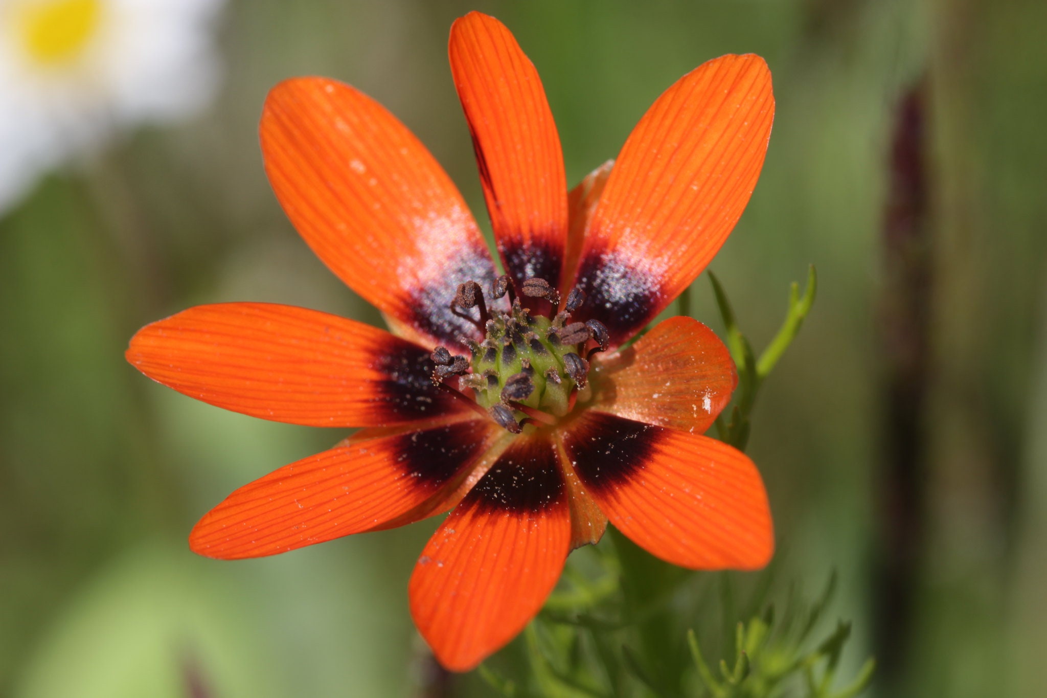Adonis Aestivalis Pheasant's Eye seed only 75 cents | Etsy