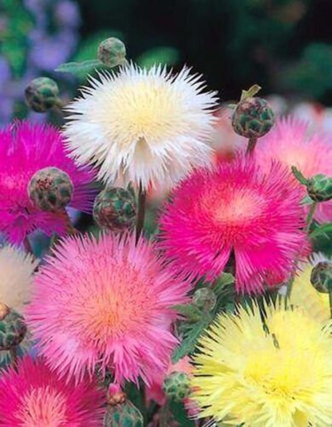 Centaurea Imperialis - Sweet Sultan Color Mix Seed - Etsy