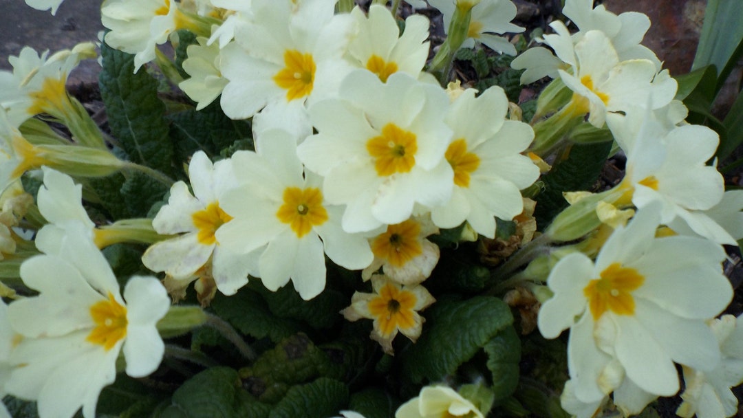 Primula Malacoides - White Fairy Primrose Seed - Etsy