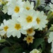 Primula Malacoides White Fairy Primrose Seed - Etsy