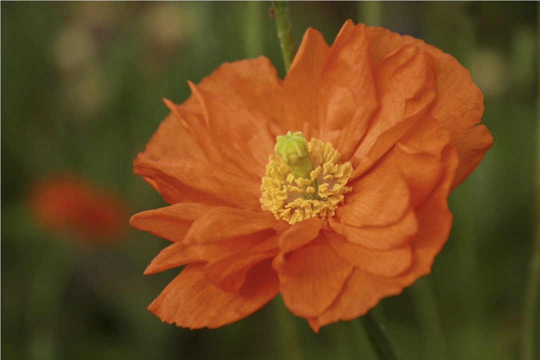 Poppy - Papaver Rupifragum - Flore Pleno Seed - Etsy