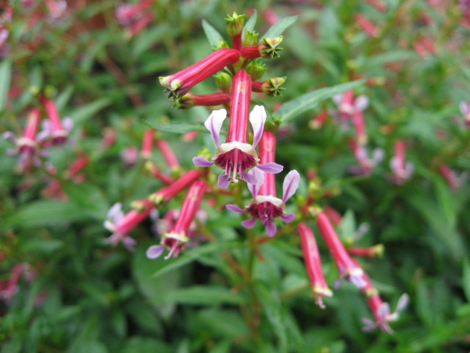 Cuphea Ignea Cigar Plant Coan Rose Seed - Etsy Singapore