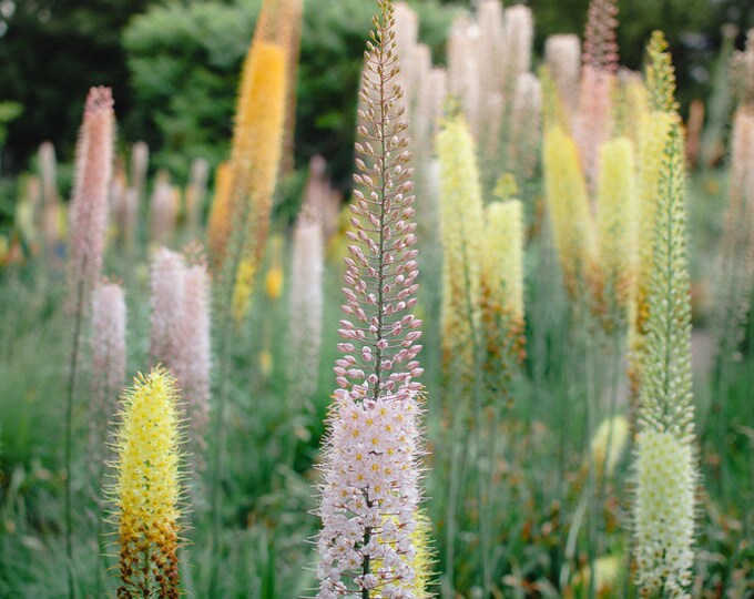 10 Seeds Rare EREMURUS Aitchisonii Foxtail Lily, Desert Candle - Pink ...