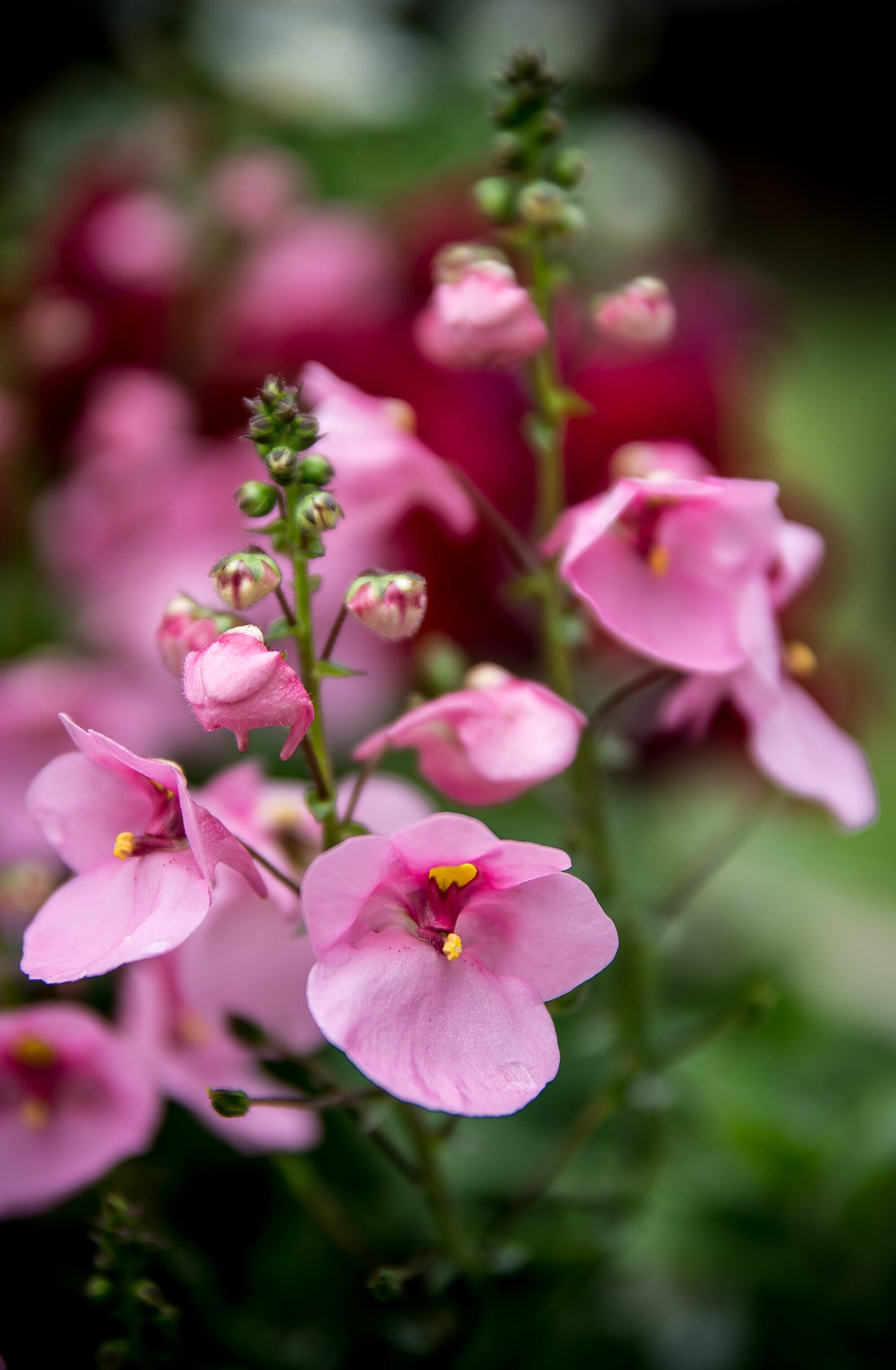 Diascia Barberae Pink Queen Seed - Etsy
