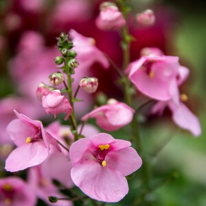 Diascia Barberae - Pink Queen Seed - Etsy