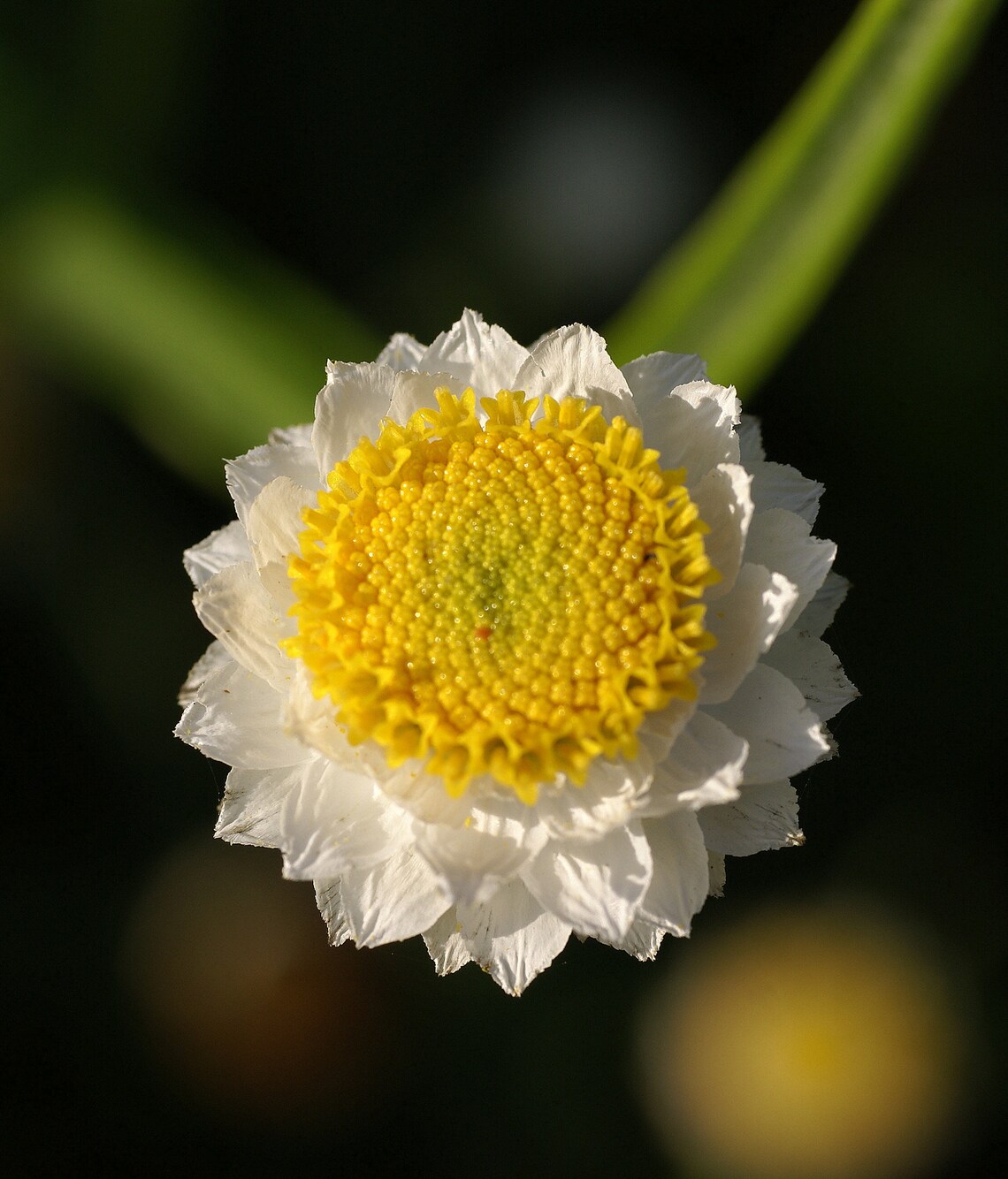 Ammobium Alatum Grandiflorum Winged Everlasting Seed - Etsy