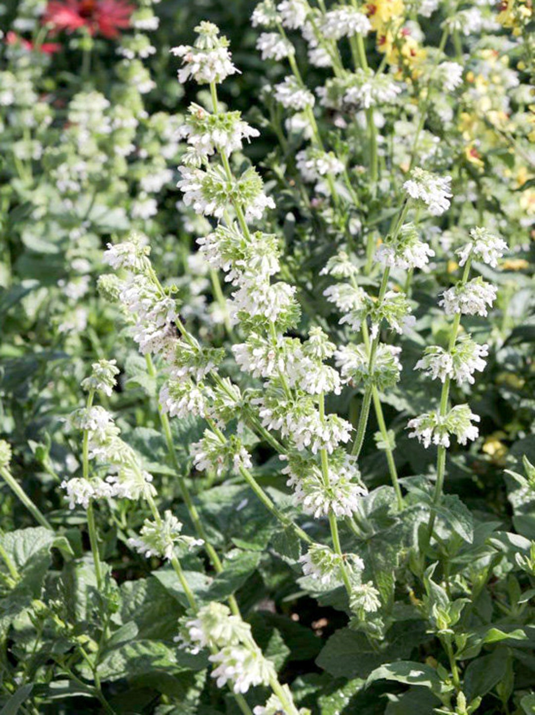 Salvia Verticillata Alba - White Rain Seed - Etsy