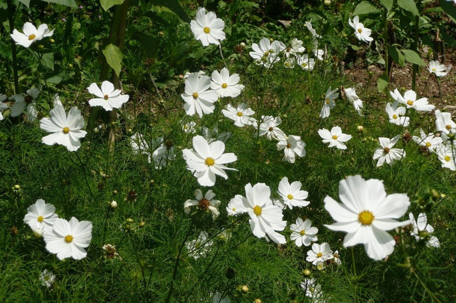 Cosmos Bipinnatus Purity Seed - Etsy UK