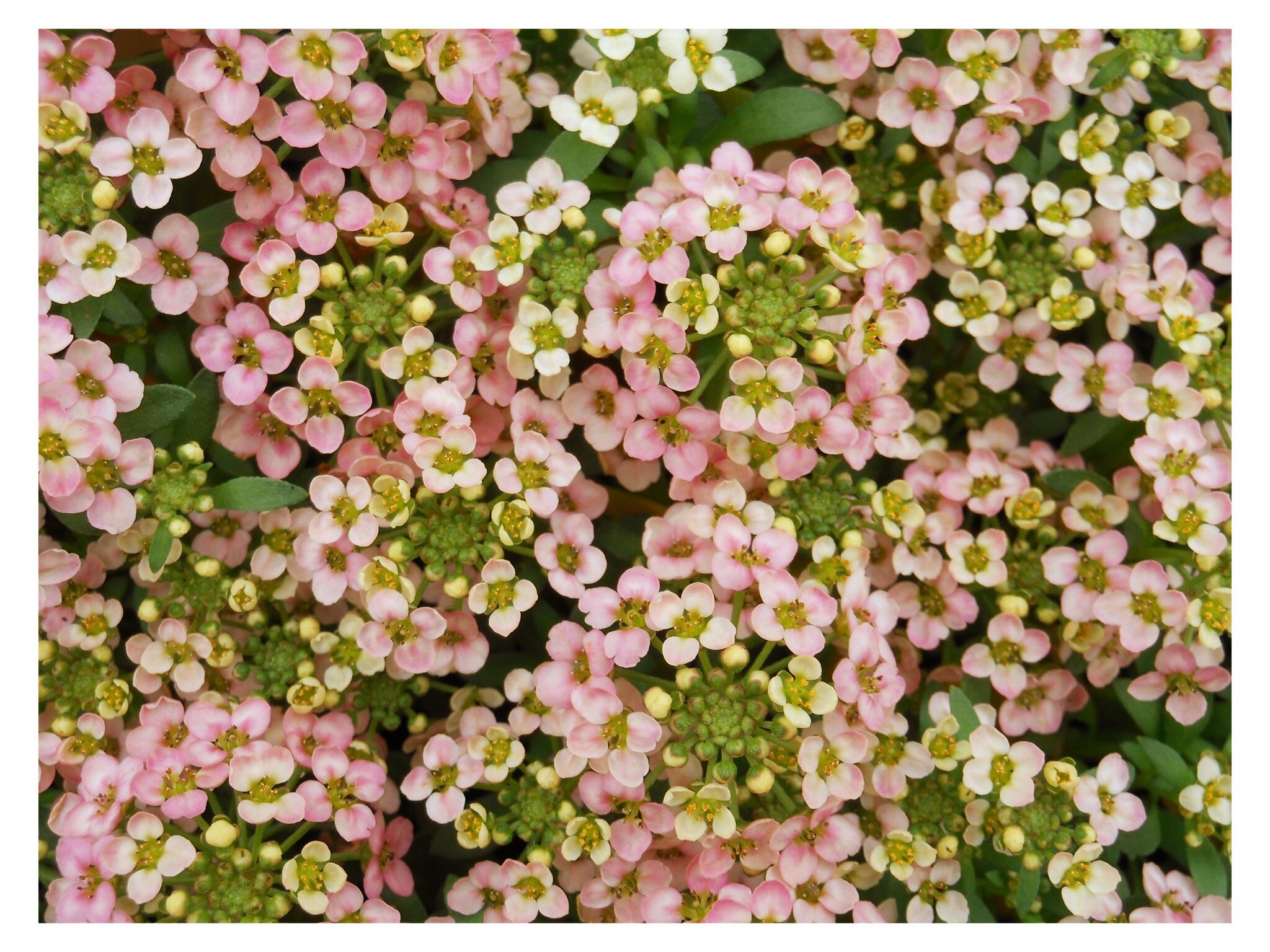 Alyssum Lobularia Maritima Wonderland Mulberry Mixed | Etsy