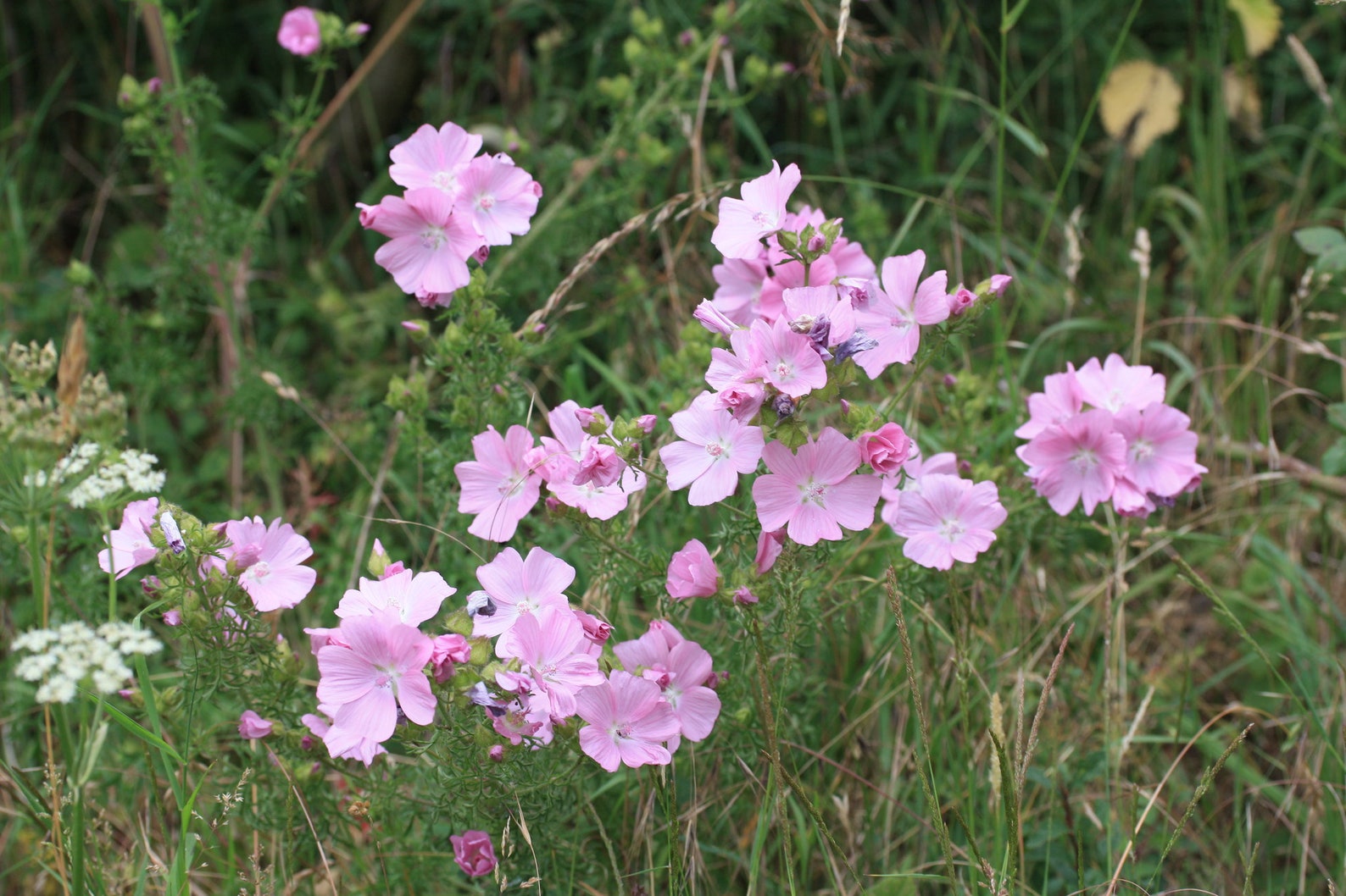 Malva Moschata Musk Mallow Seed - Etsy