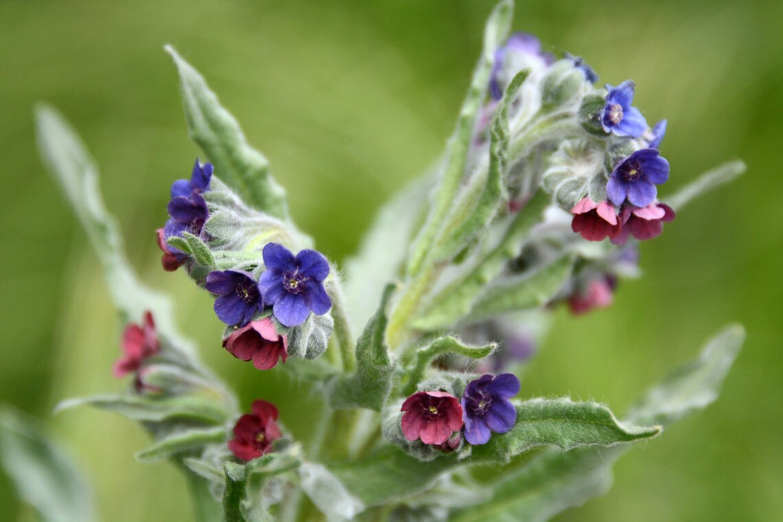 Cynoglossum Officinale or Gypsy Flower Seed Only 75 Cents | Etsy