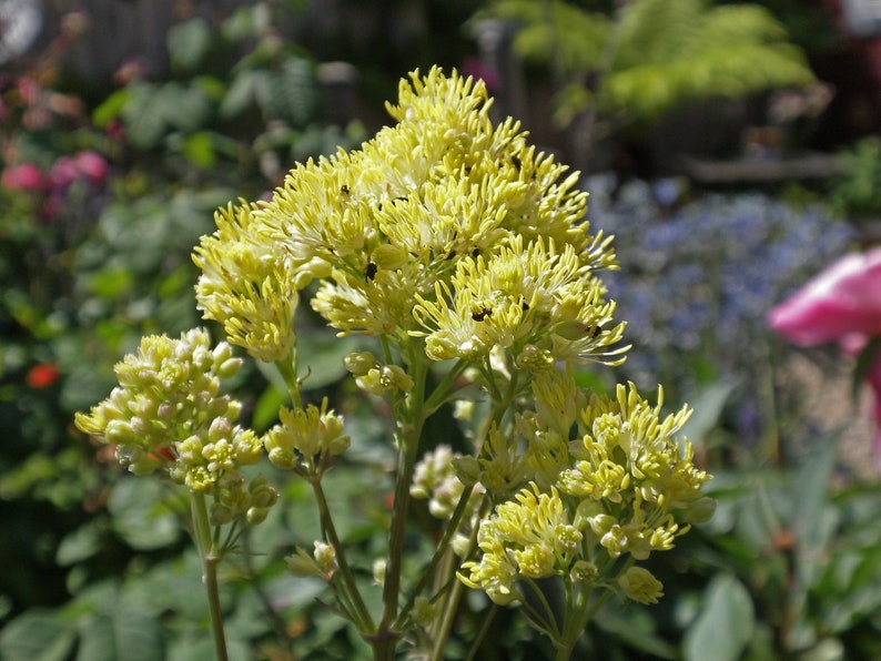 Thalictrum Sphaerostachyum Yellow Meadow Rue Seed - Etsy UK