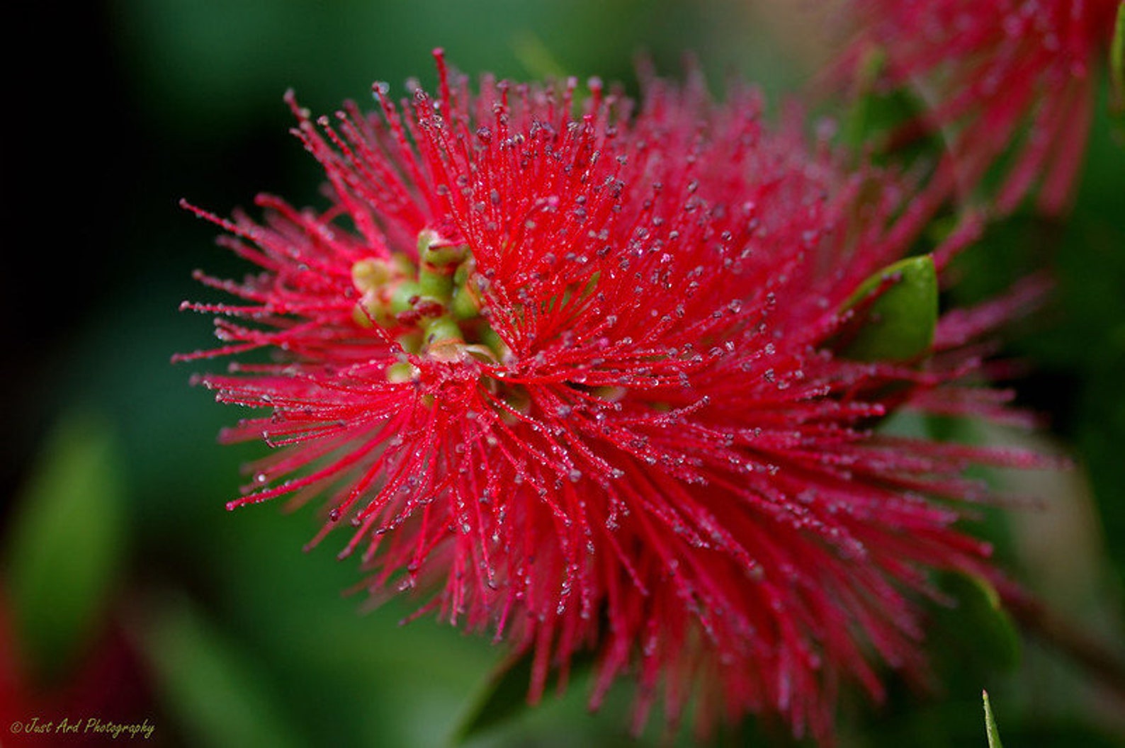 Callistemon Rigidus Stiff Bottlebrush Seed - Etsy
