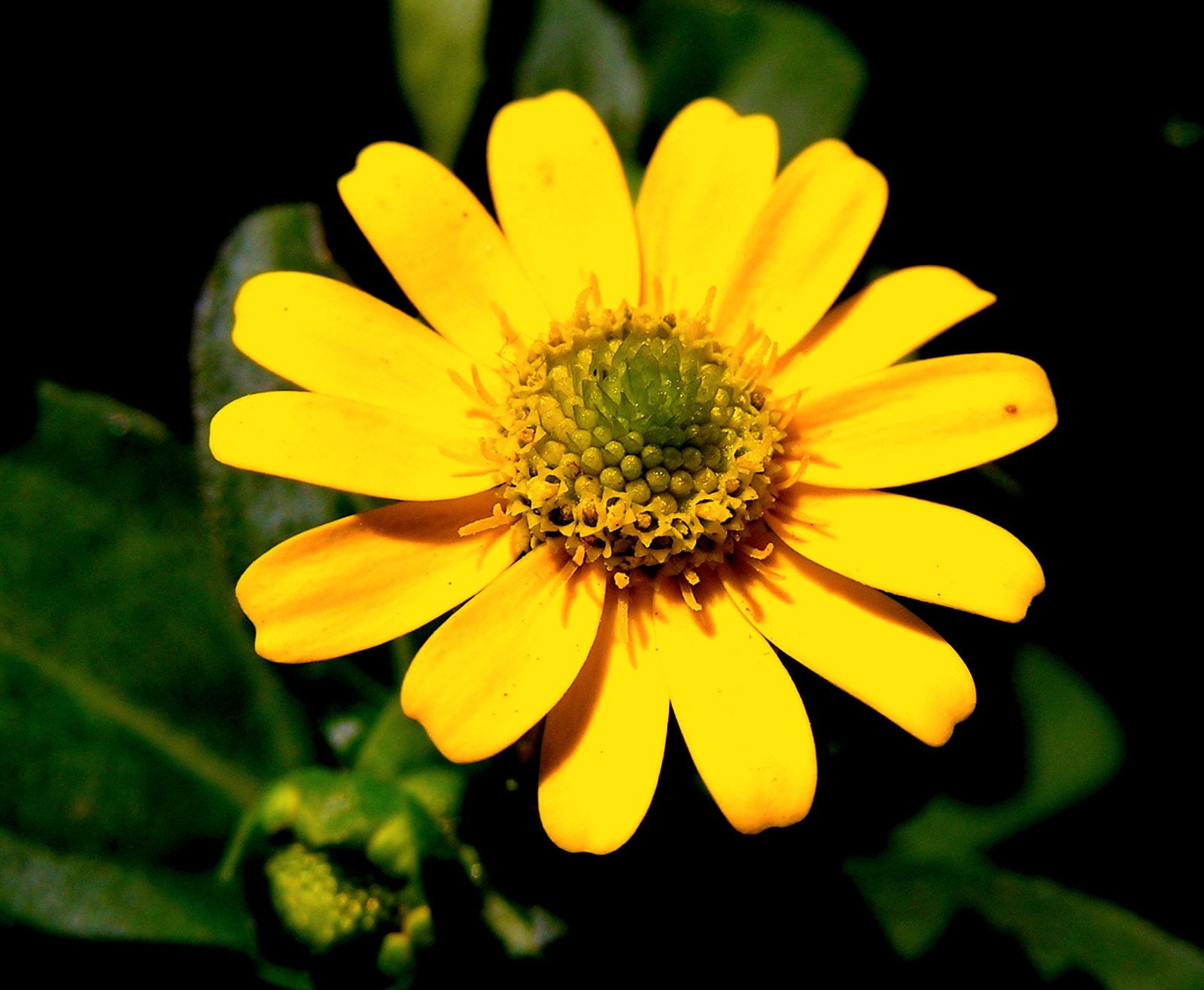Zinnia Sanvitalia Procumbens Creeping Zinnia Mix Seed - Etsy