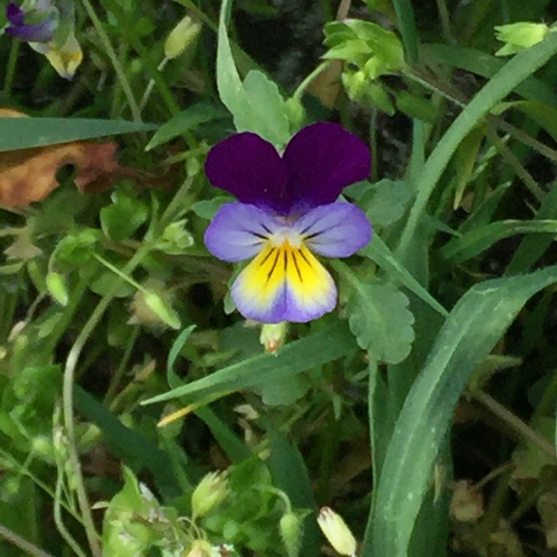 Viola Tricolor Helen Mount Johnny Jump up Seed - Etsy