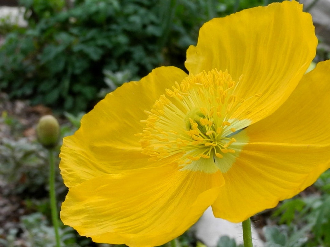 Poppy - Papaver Nudicaule- Champagne Bubbles Yellow Seed - Etsy