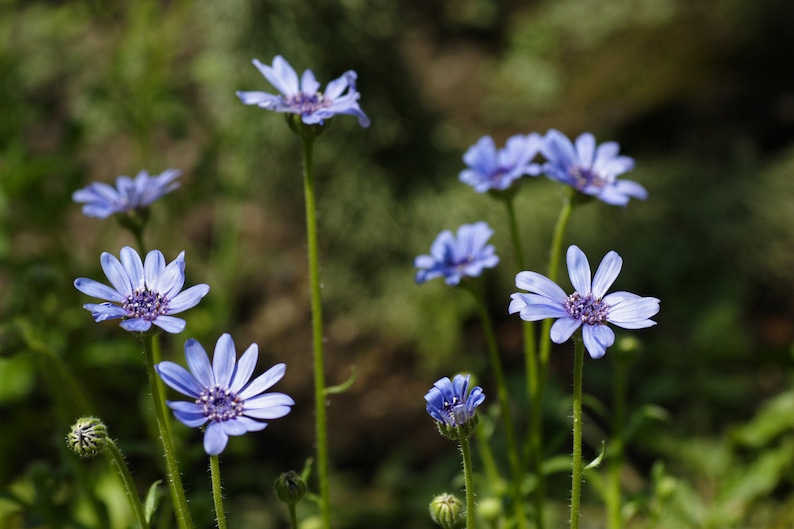 Felicia Heterophylla Blue Blues Blue Daisy Seed Only 75 | Etsy