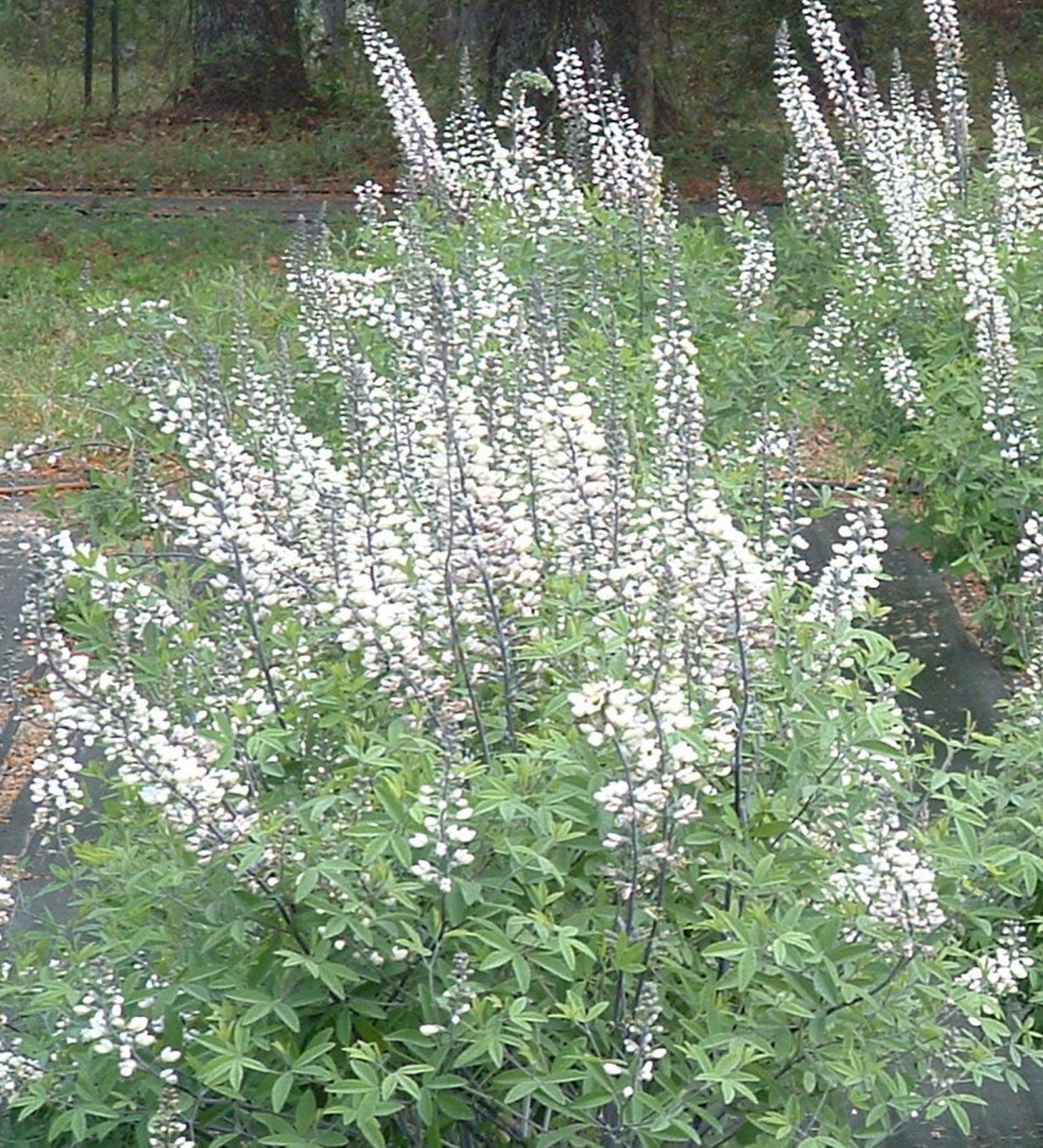 Baptisia Alba White Wild Indigo Seed - Etsy