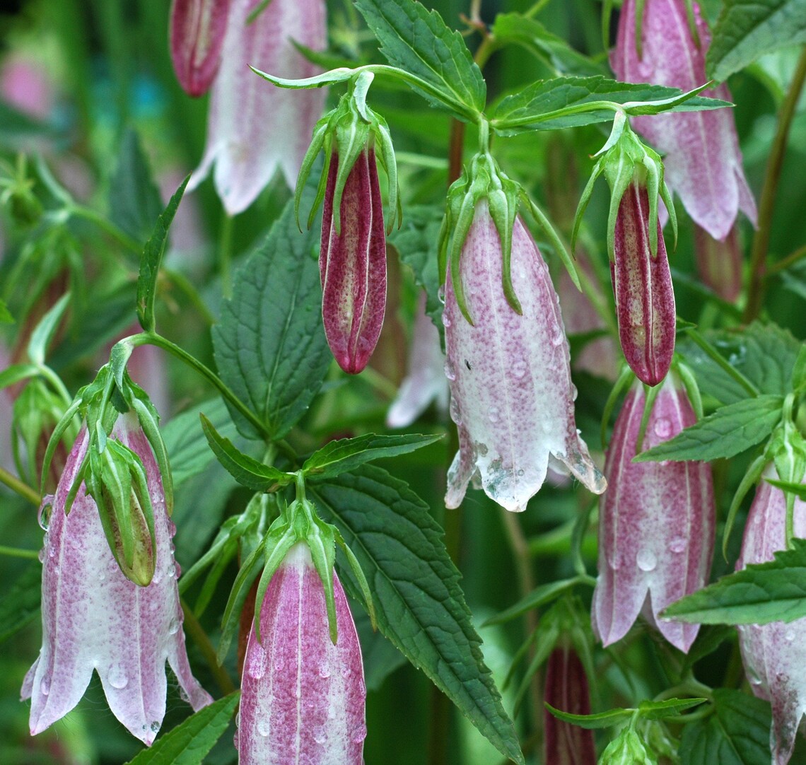 Campanula Punctata F. Rubriflora Spotted Bellflower Seed - Etsy